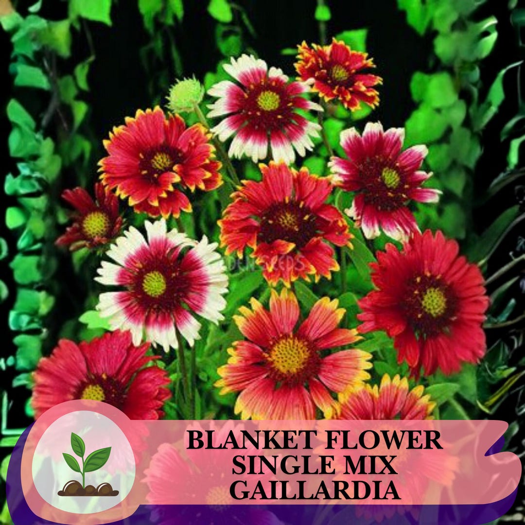 Blanket Flower Single Mix Seeds – 100 Non-gmo Perennial Gaillardia ...