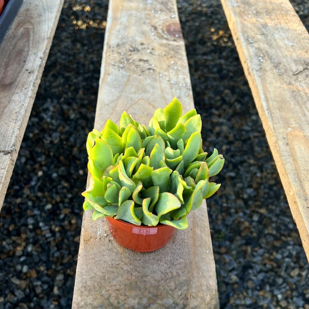 Ripple Jade Plant – Crassula Arborescens Undulatifolia | 4 Inch Live ...