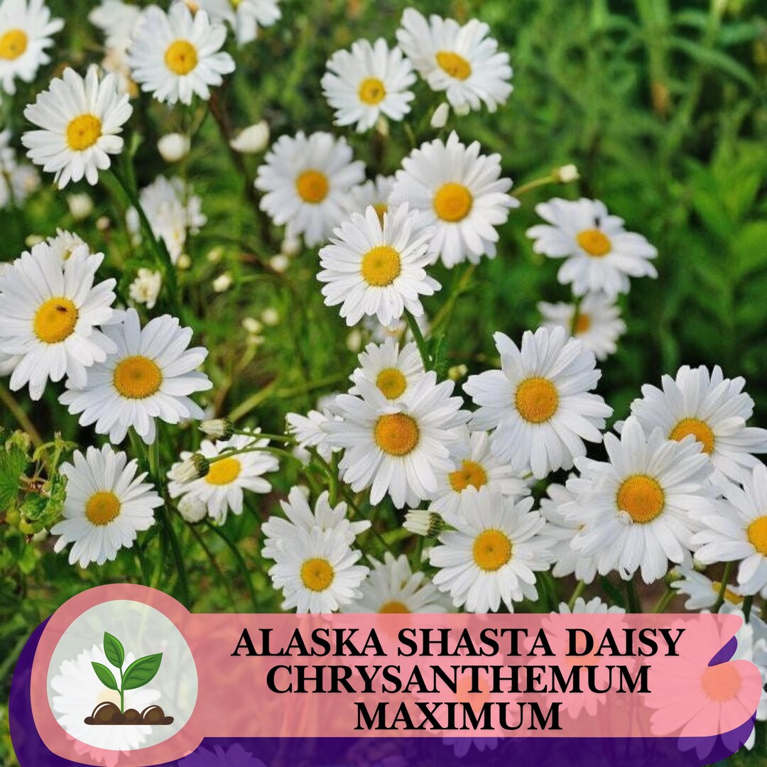 1000 Alaska Shasta Daisy Seeds – Chrysanthemum Maximum – Hardy ...