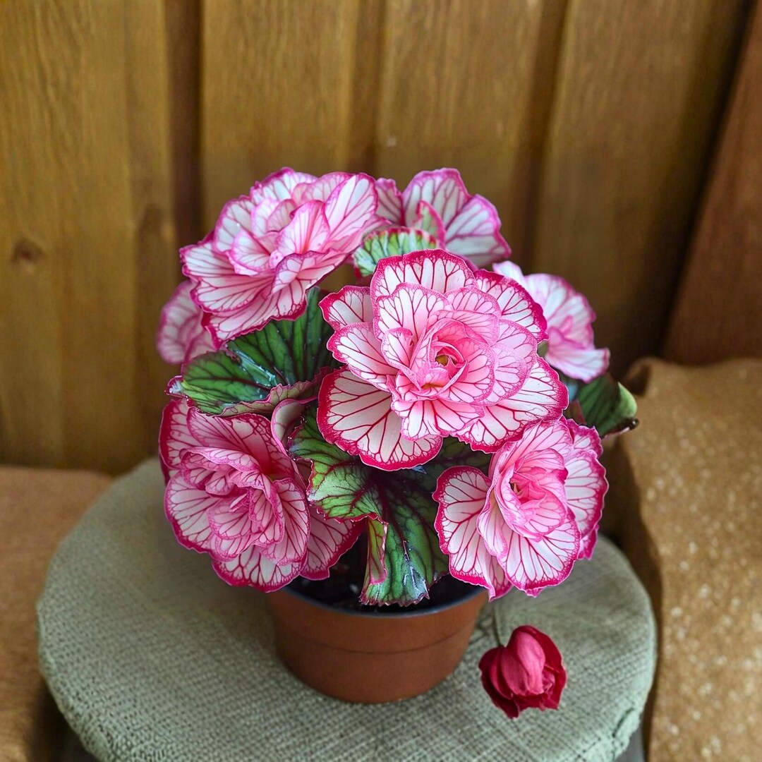 Rare Twin Begonia Pink and White | Two-tone Foliage | Ornamental ...