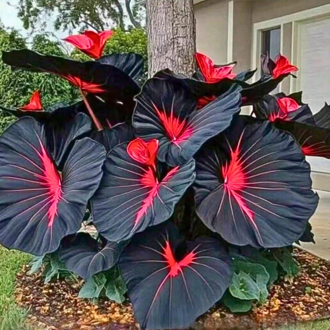 Colorful Leaf Taro 100 Seeds | Ornamental Taro for Pots & Balcony ...