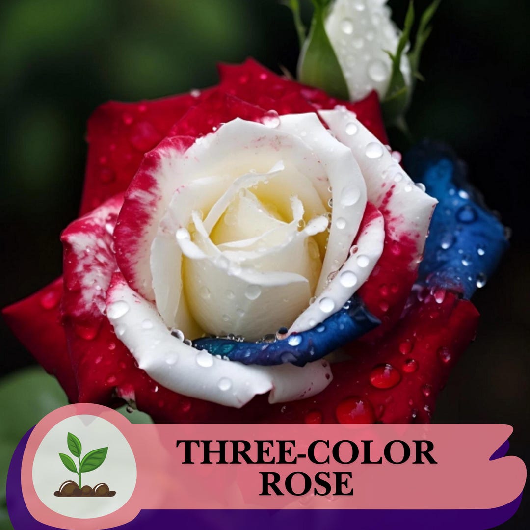 20pcs Rare Three-color Rose Seeds – Unique Multicolor Blooms for ...