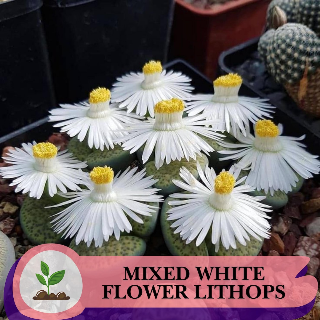 100 Mixed Lithops Seeds – White Flower Living Stone Succulents - Etsy