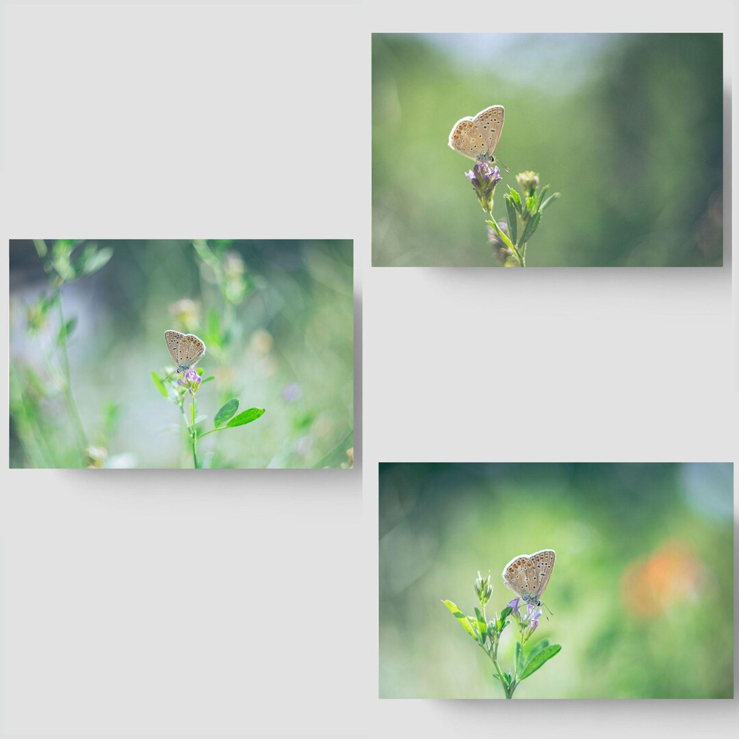 Butterfly Photography Printable Set | Summer Print Digital Artwork ...