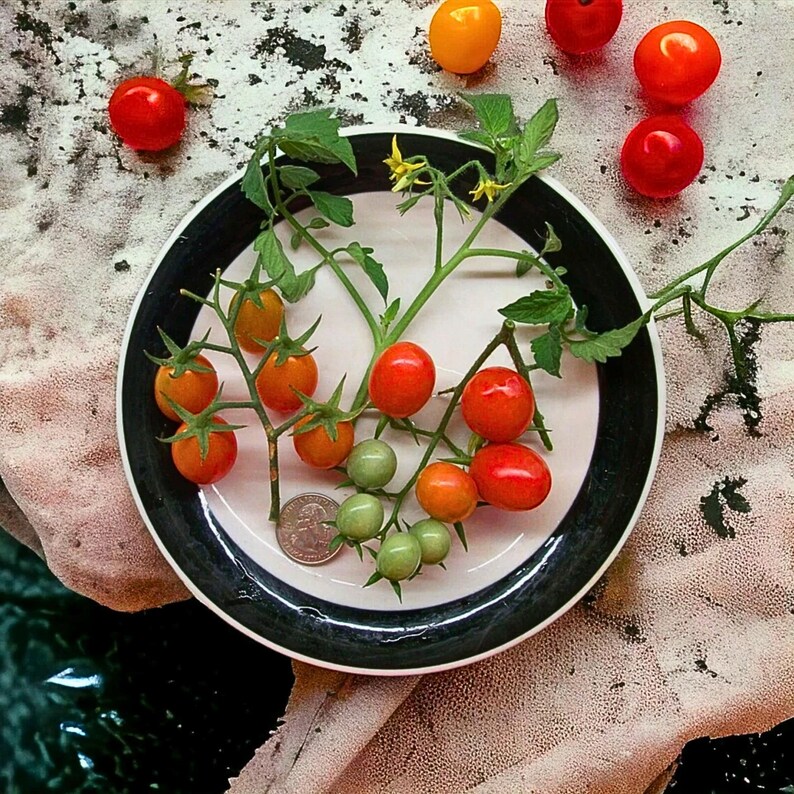200 Cherry Pink Grape Tomato Seeds – Heirloom Non-gmo | Sweet Bite-size ...