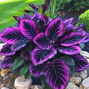 25 Purple Tip Calathea Seeds Ornamental Indoor Outdoor Shade Garden ...