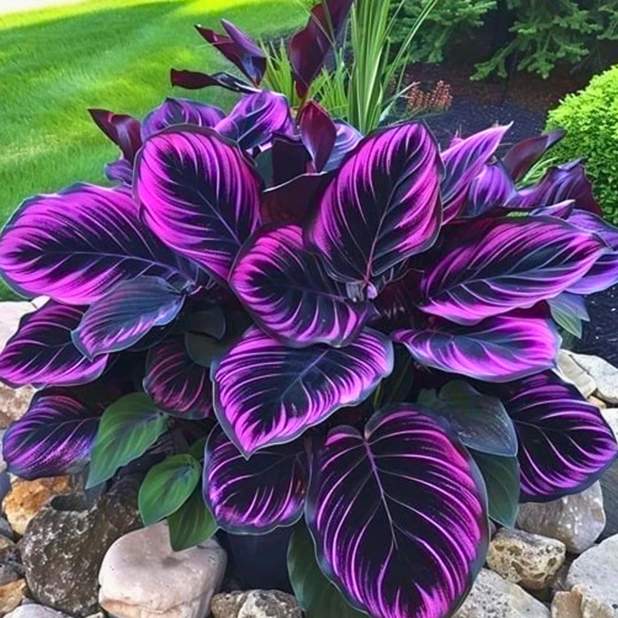 25 Purple Tip Calathea Seeds Ornamental Indoor Outdoor Shade Garden ...