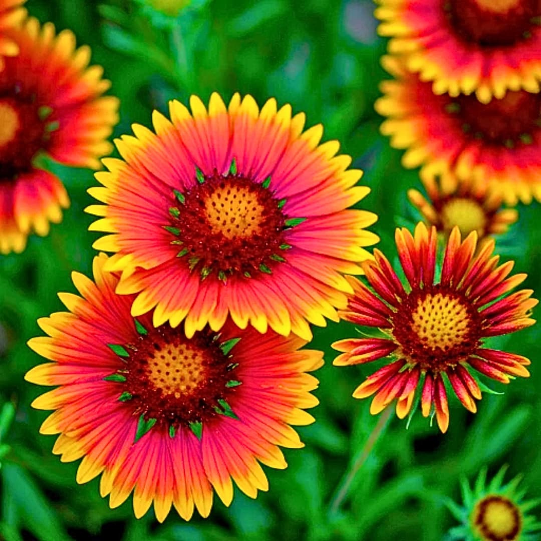 600 Indian Blanket Flower Seeds – Gaillardia Pulchella | Heirloom Non ...