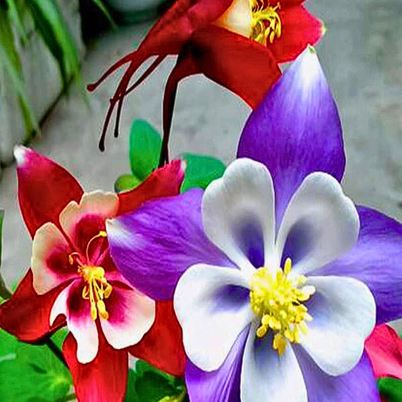 200 Mckana Giants Columbine Seeds – Striking Perennial Garden Flowers ...