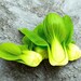 1200 Pak Choi Bok Choy Seeds | Asian Vegetable Seeds | Fast Growing ...