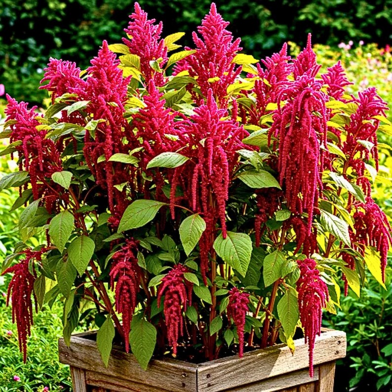 3000 Amaranth Love-lies-bleeding Seeds – Heirloom Cascading Red Tassel ...
