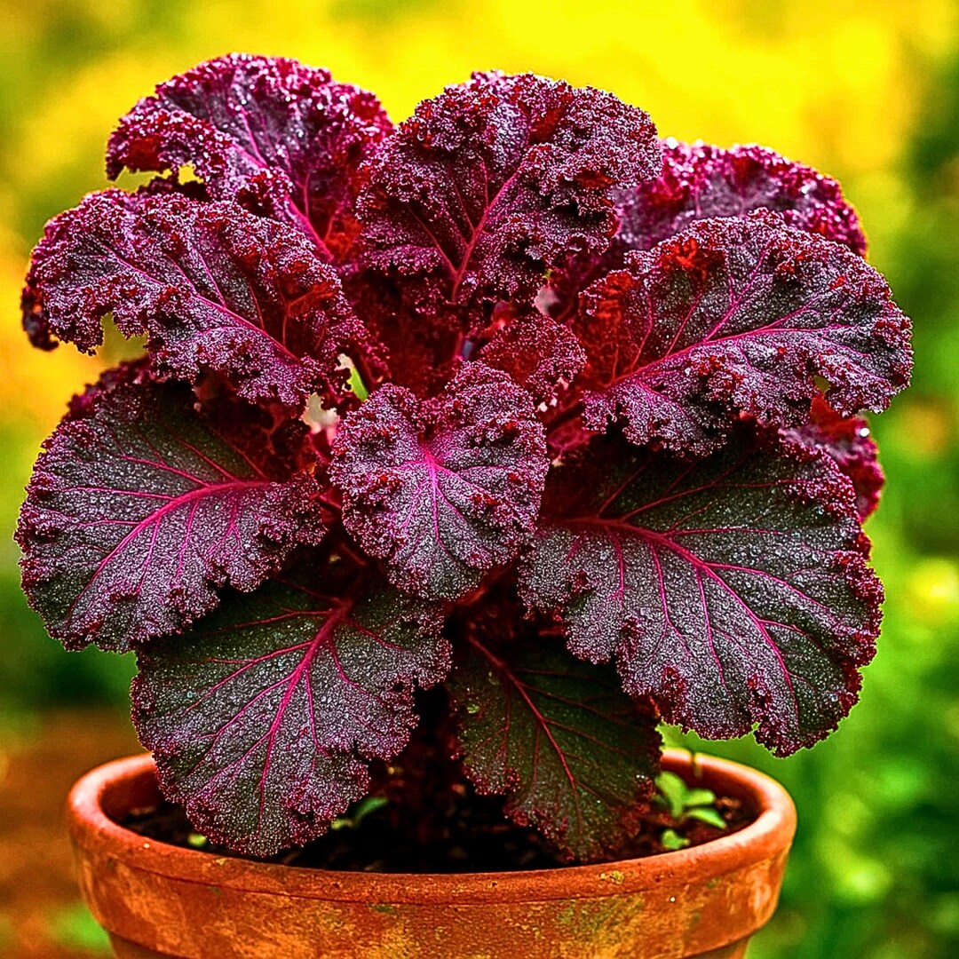 600 Red Borecole Kale Seeds | Frilly Purple Kale | Heirloom Leafy ...