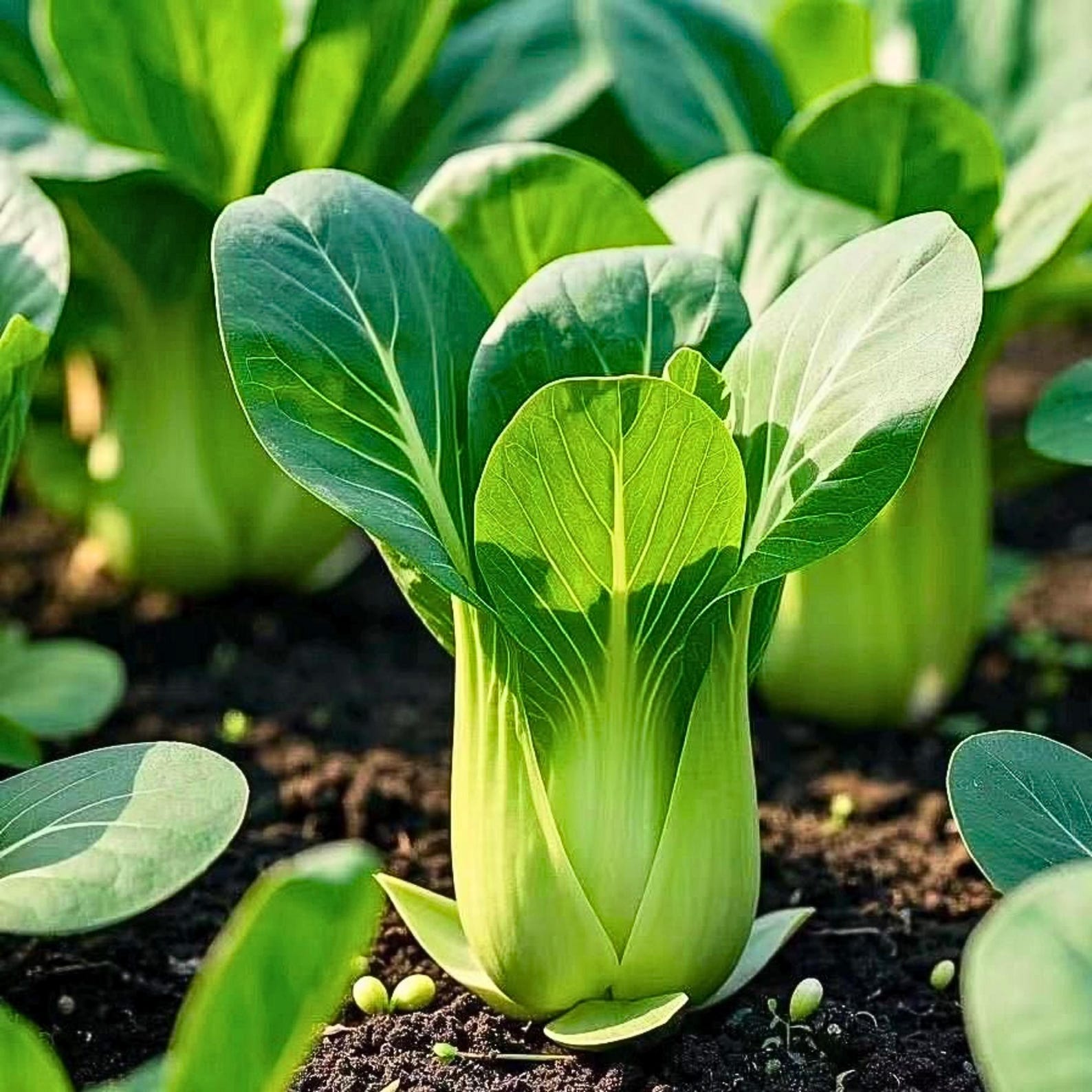 1200 Pak Choi Bok Choy Seeds | Asian Vegetable Seeds | Fast Growing ...