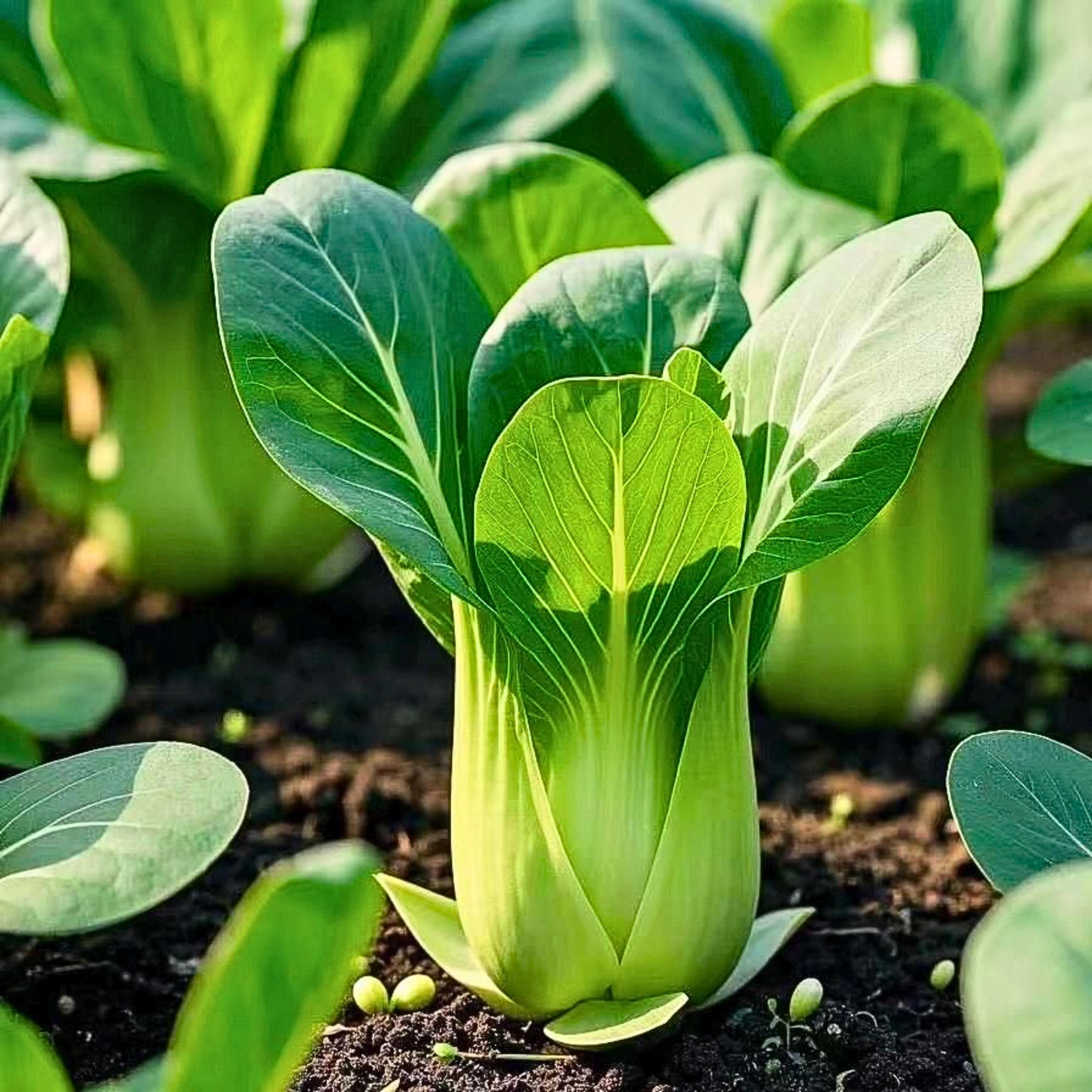 1200 Pak Choi Bok Choy Seeds | Asian Vegetable Seeds | Fast Growing ...