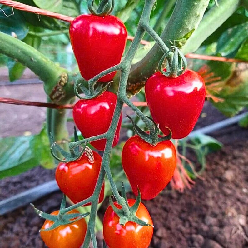 200 Cherry Pink Grape Tomato Seeds – Heirloom Non-gmo | Sweet Bite-size ...