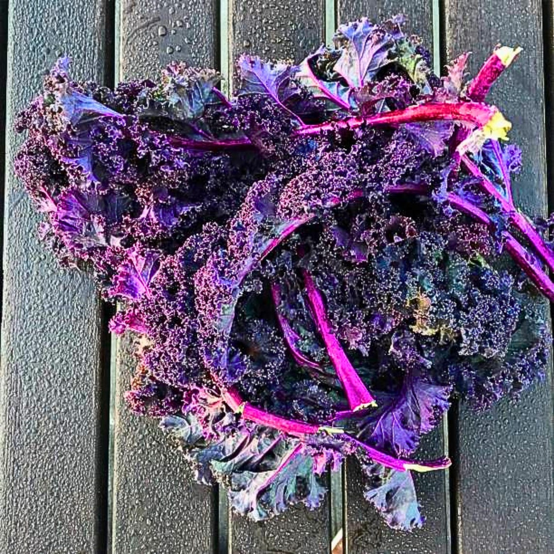 600 Red Borecole Kale Seeds | Frilly Purple Kale | Heirloom Leafy ...