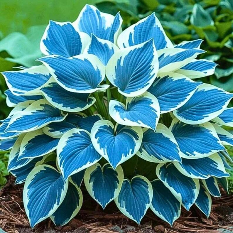 100 Hosta Seeds | Beginner Friendly Shade Plant | White Bloom ...