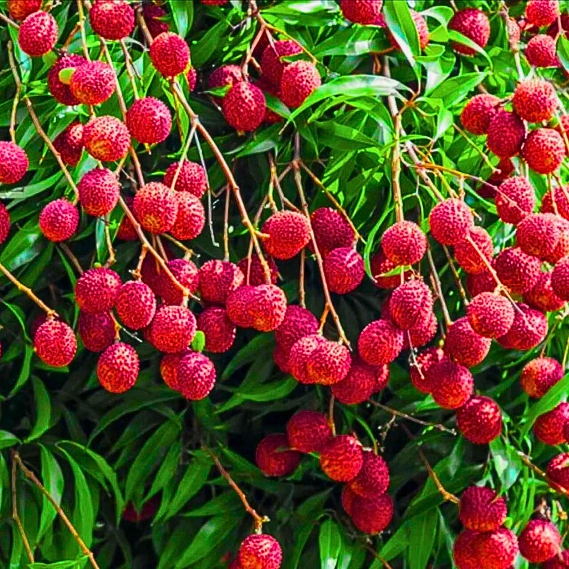 10 Lychee Tropical Fruit Seeds – Non-gmo Litchi Heirloom Seeds for ...