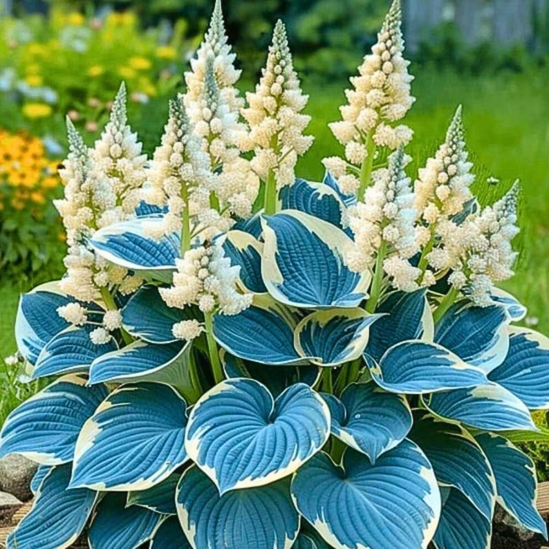 100 Hosta Seeds | Beginner Friendly Shade Plant | White Bloom ...