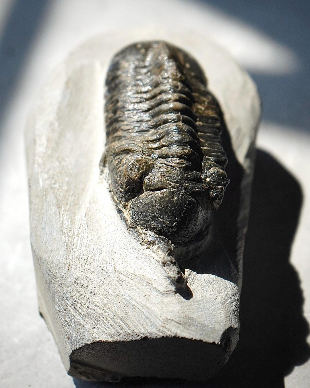 Trilobite Phacops - Moroccotrbt2 - Etsy