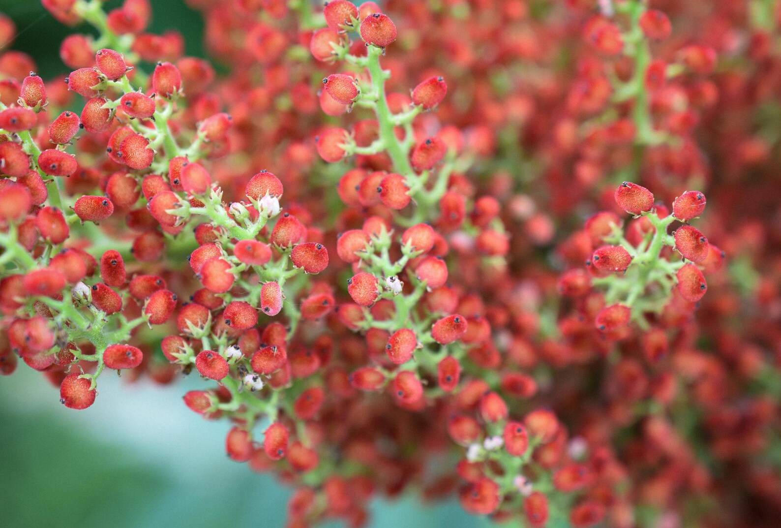 Prairie Flameleaf Sumac Macro Photo Print – Nature Wall Art (8x10) - Etsy