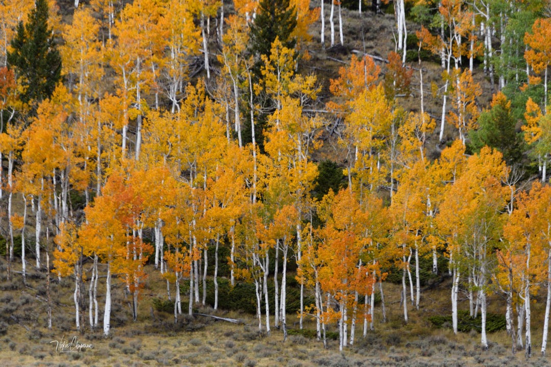 Fall Colors Pando Aspen Trees (438), Landscape Print: Fish Lake, Utah ...