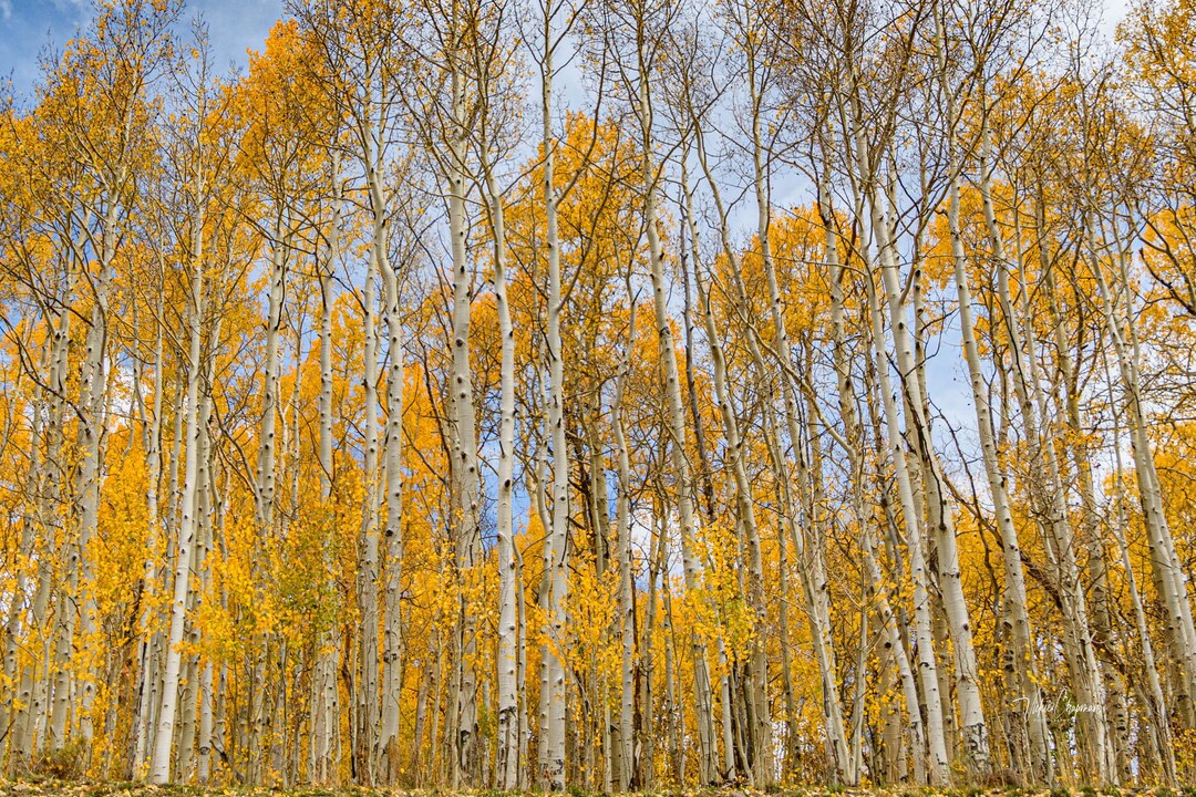 Fall Colors Pando Aspen Trees (606), Landscape Print: Fish Lake, Utah ...