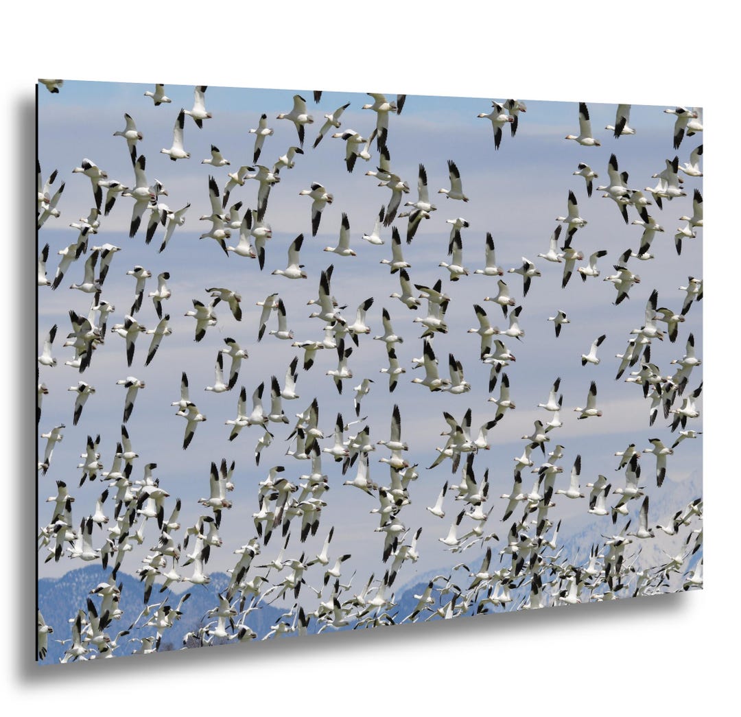 Snow Geese Migration Takes Flight, Delta, Utah, Canvas or Glossy Print ...