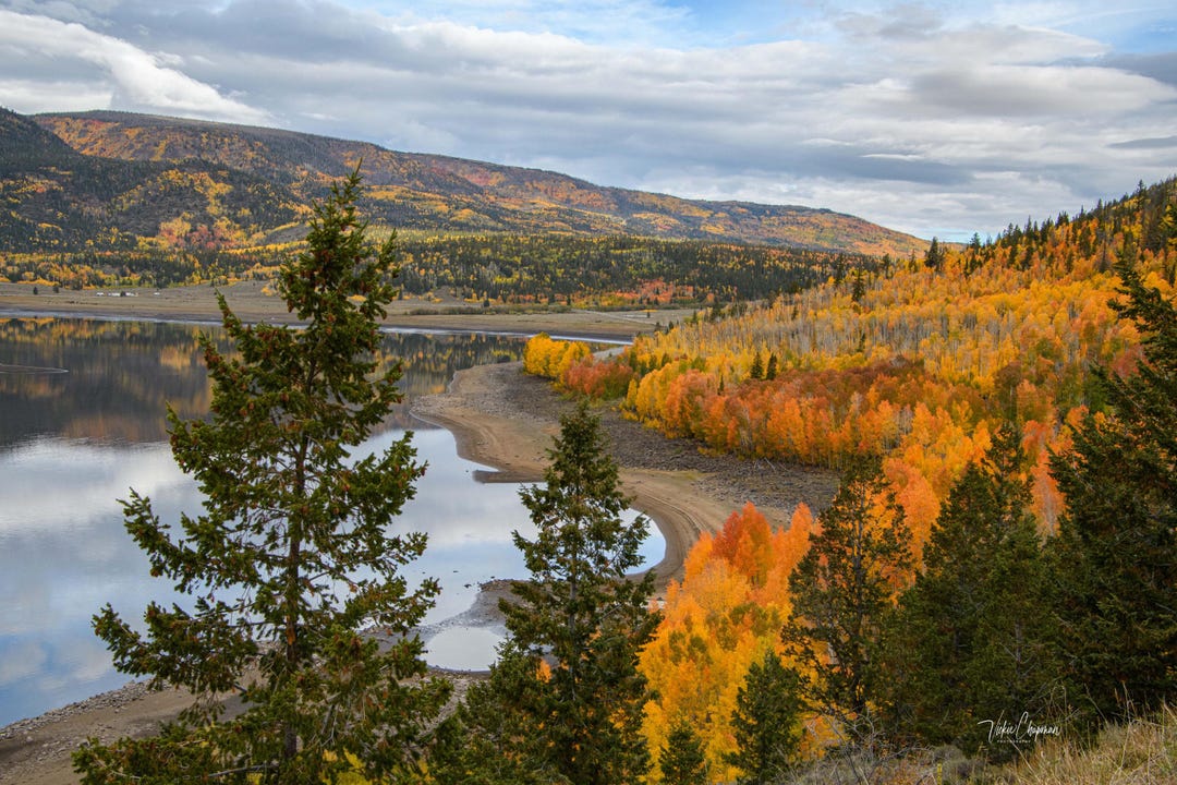 Fall Colors Pando Aspen Trees (288), Landscape Print: Fish Lake, Utah ...