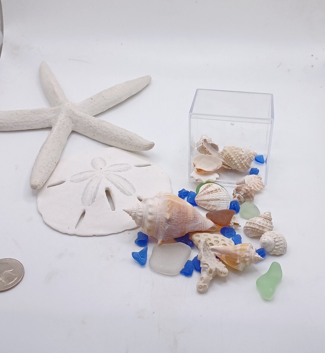 Beach Treasure Box | Seashell and Seaglass Surprise Box, Assorted ...