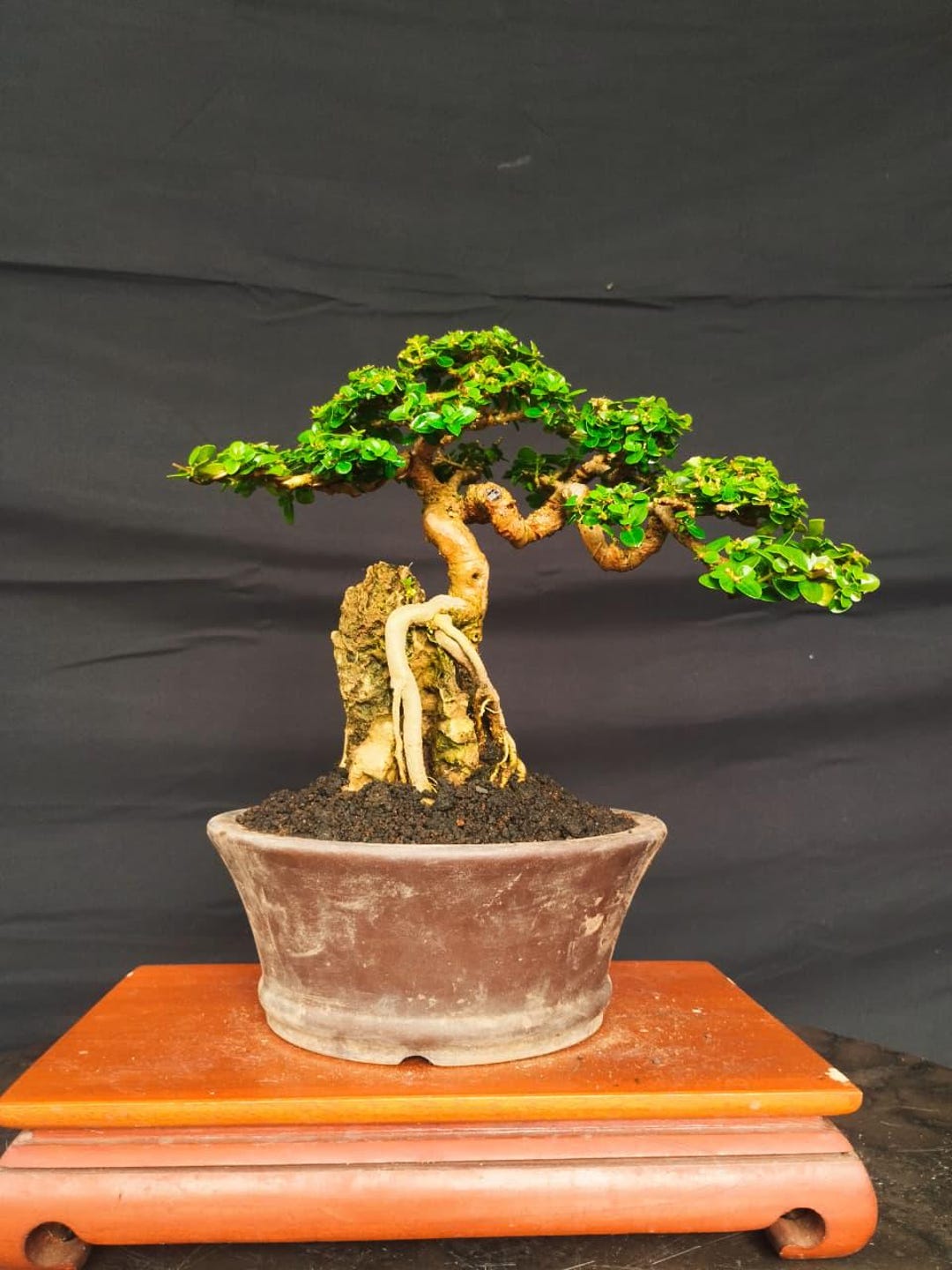 Premna Microphylla Bonsai Tree || Real Picture || on the Rock - Etsy