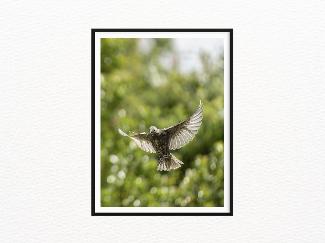 Baby Starling, Bird Photography Print, Wildlife, England, Nature Wall ...