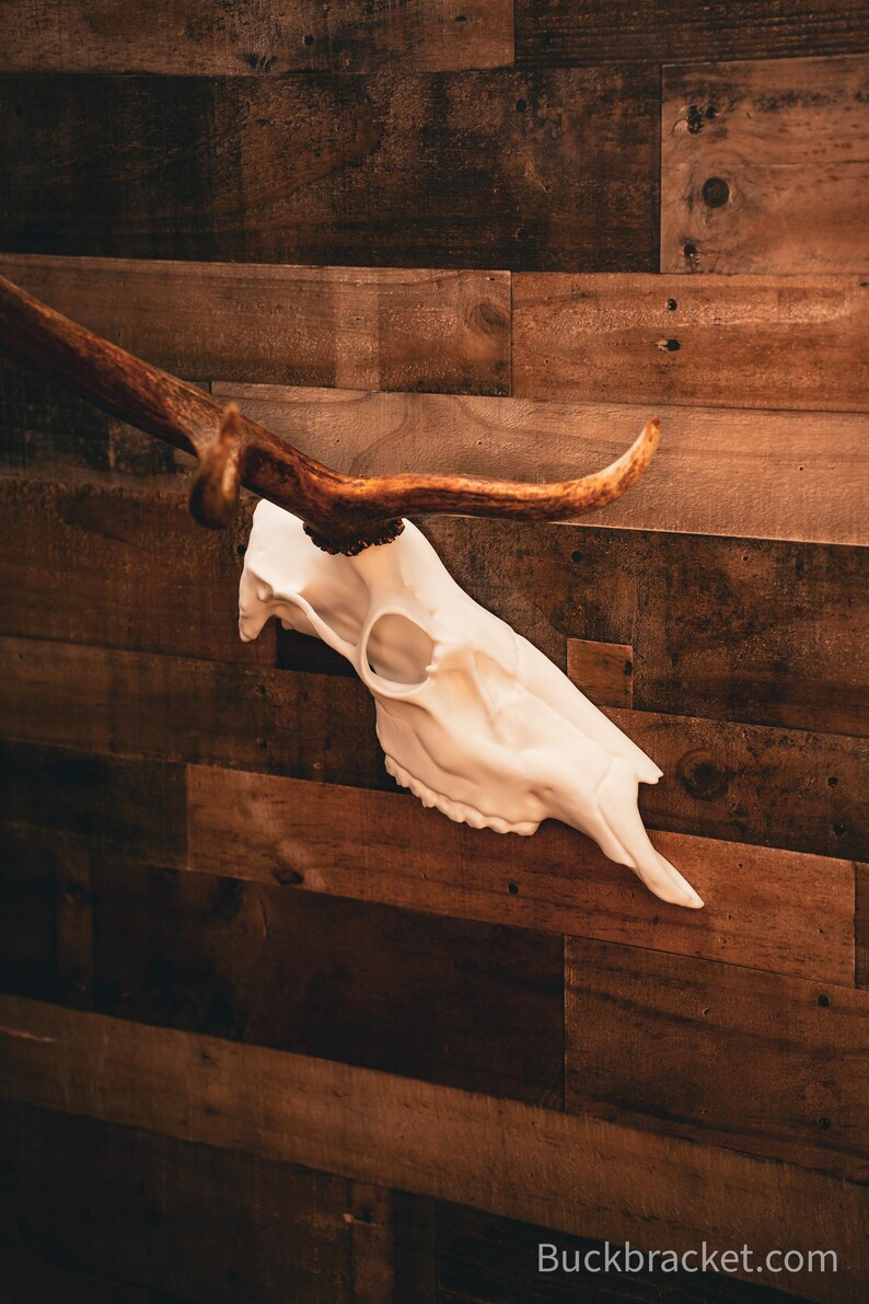 Half Elk Skull Antler Mount – Wall Display for Single Elk Antler | Buck ...