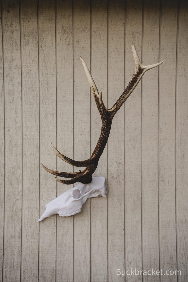 Half Elk Skull Antler Mount – Wall Display for Single Elk Antler | Buck ...