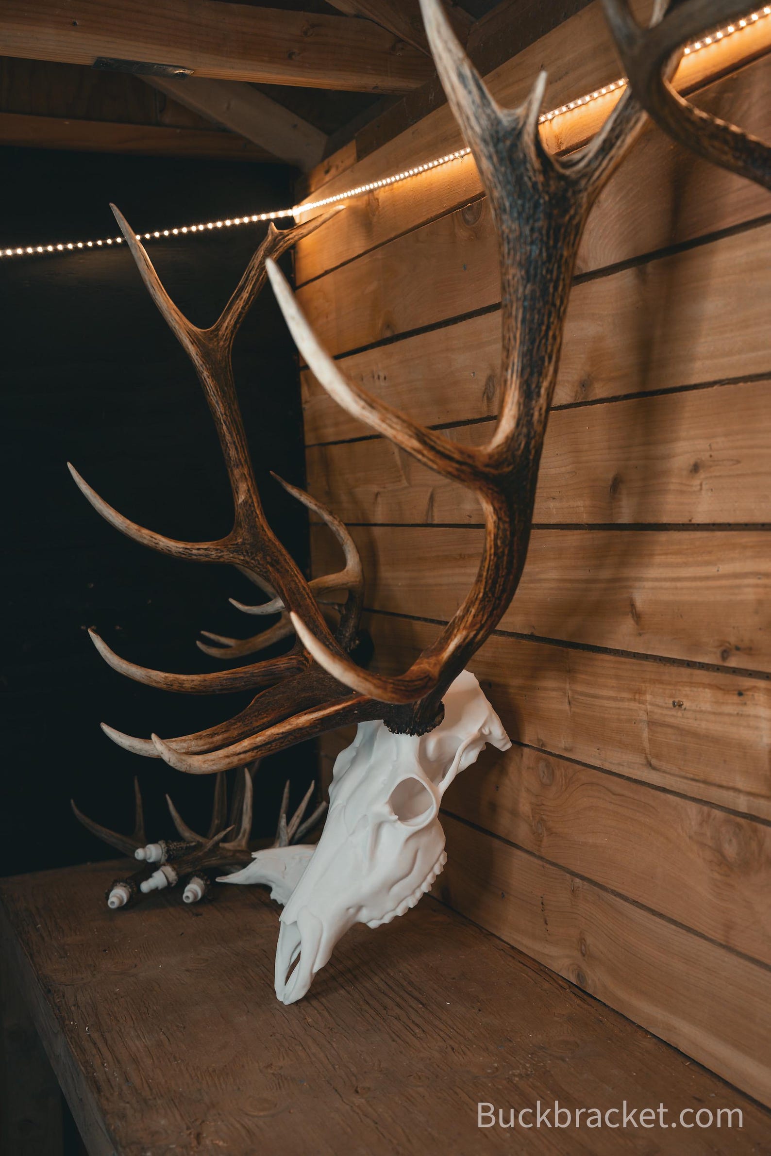 Elk Replica Skull Antler Mount – Realistic Elk Display With Snap System ...
