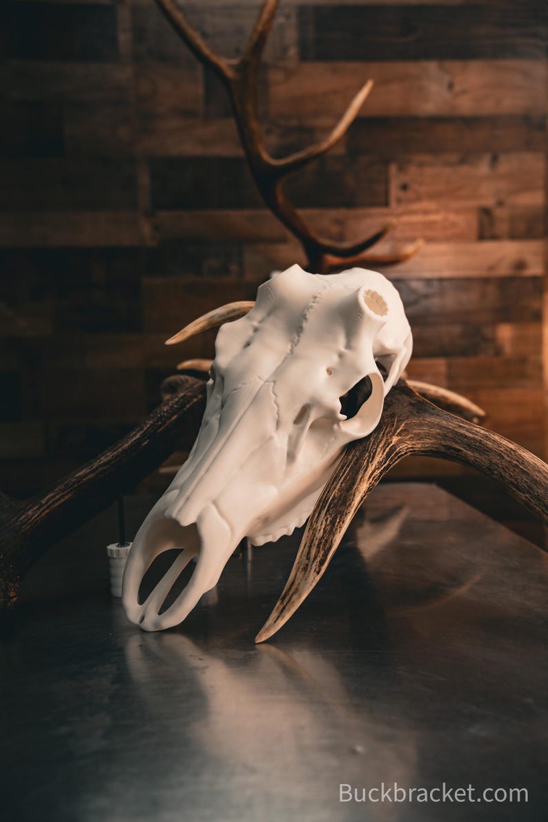 Elk Replica Skull Antler Mount – Realistic Elk Display With Snap System ...