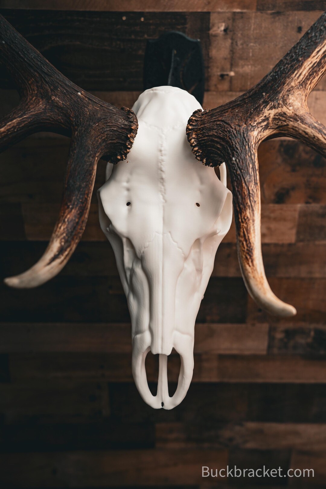 Elk Replica Skull Antler Mount – Realistic Elk Display With Snap System ...