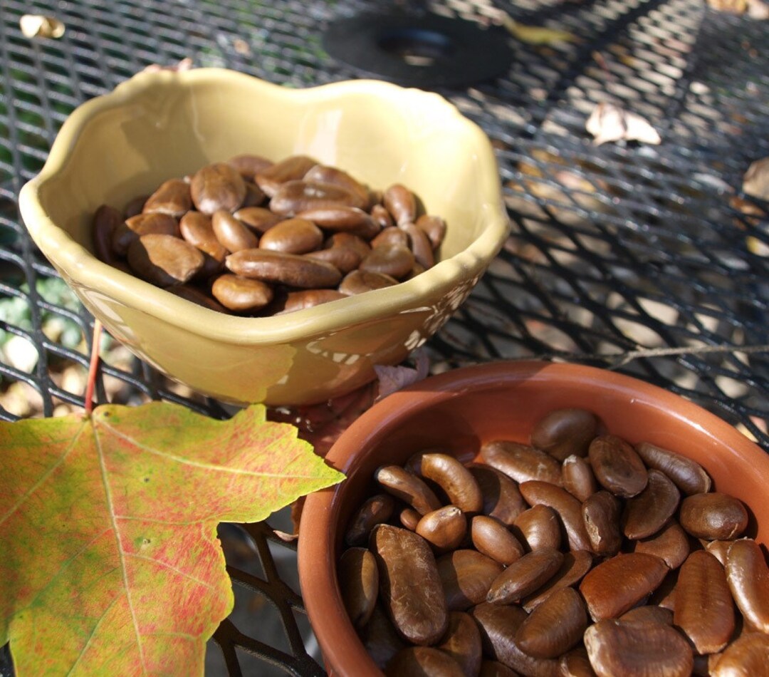 20 Hoosier Banana Seeds - Etsy