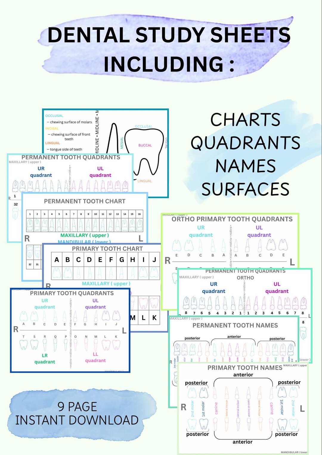 Dental Study : Chart, Teeth, Quadrants, Surfacss - Etsy UK