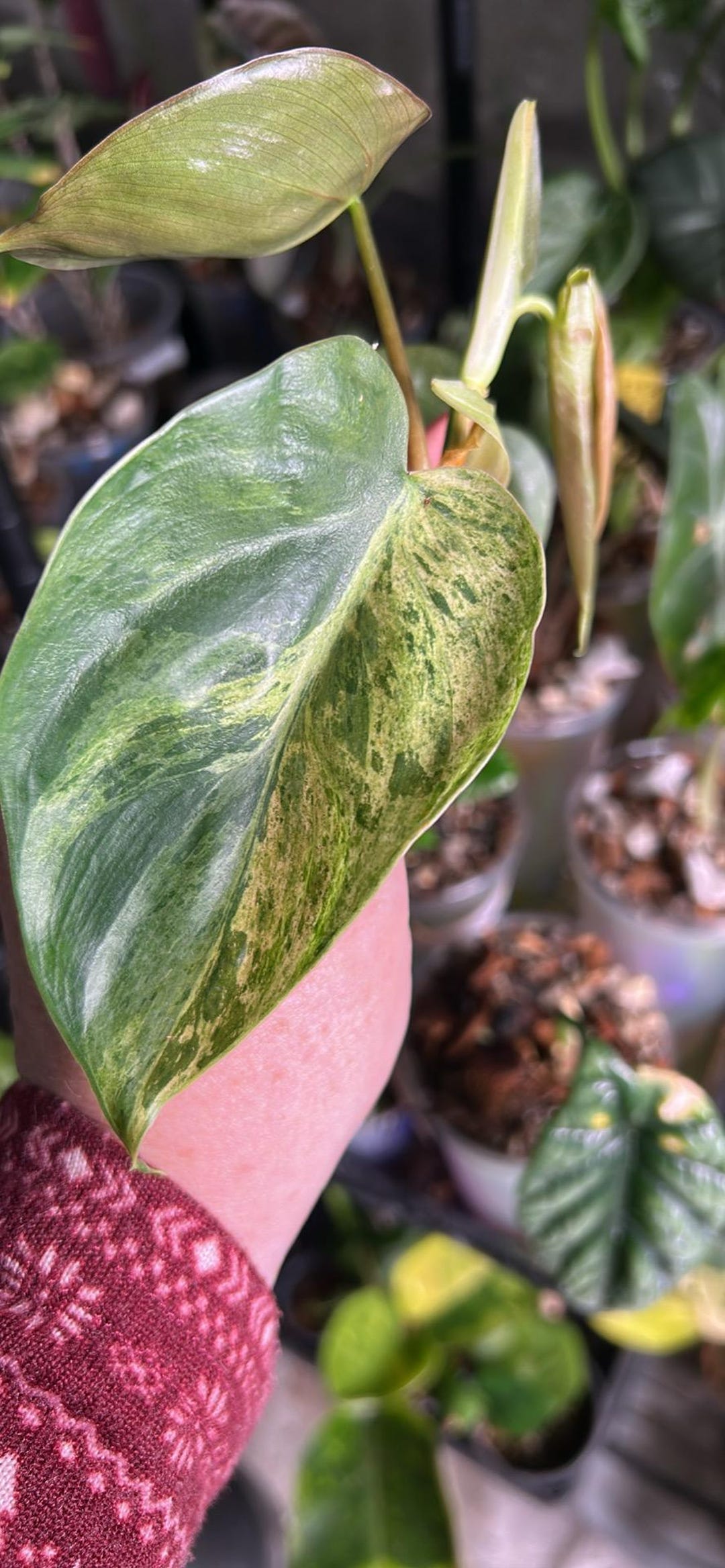 Philodendron Variegated Heartleaf - Etsy