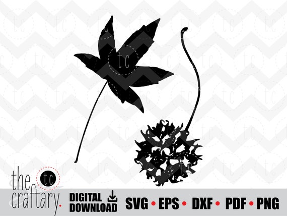 Sweet Gum Tree Leaves Drawing Sweetgum Clip Art And Stock
