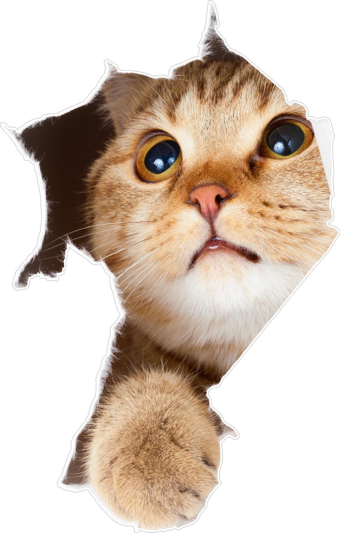 Cat Break Out Peel and Stick Realistic Wall Decor Wall Art Wall Sayings ...
