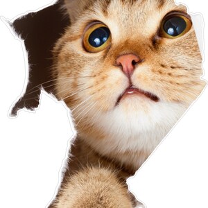 Cat Break Out Peel and Stick Realistic Wall Decor Wall Art Wall Sayings ...
