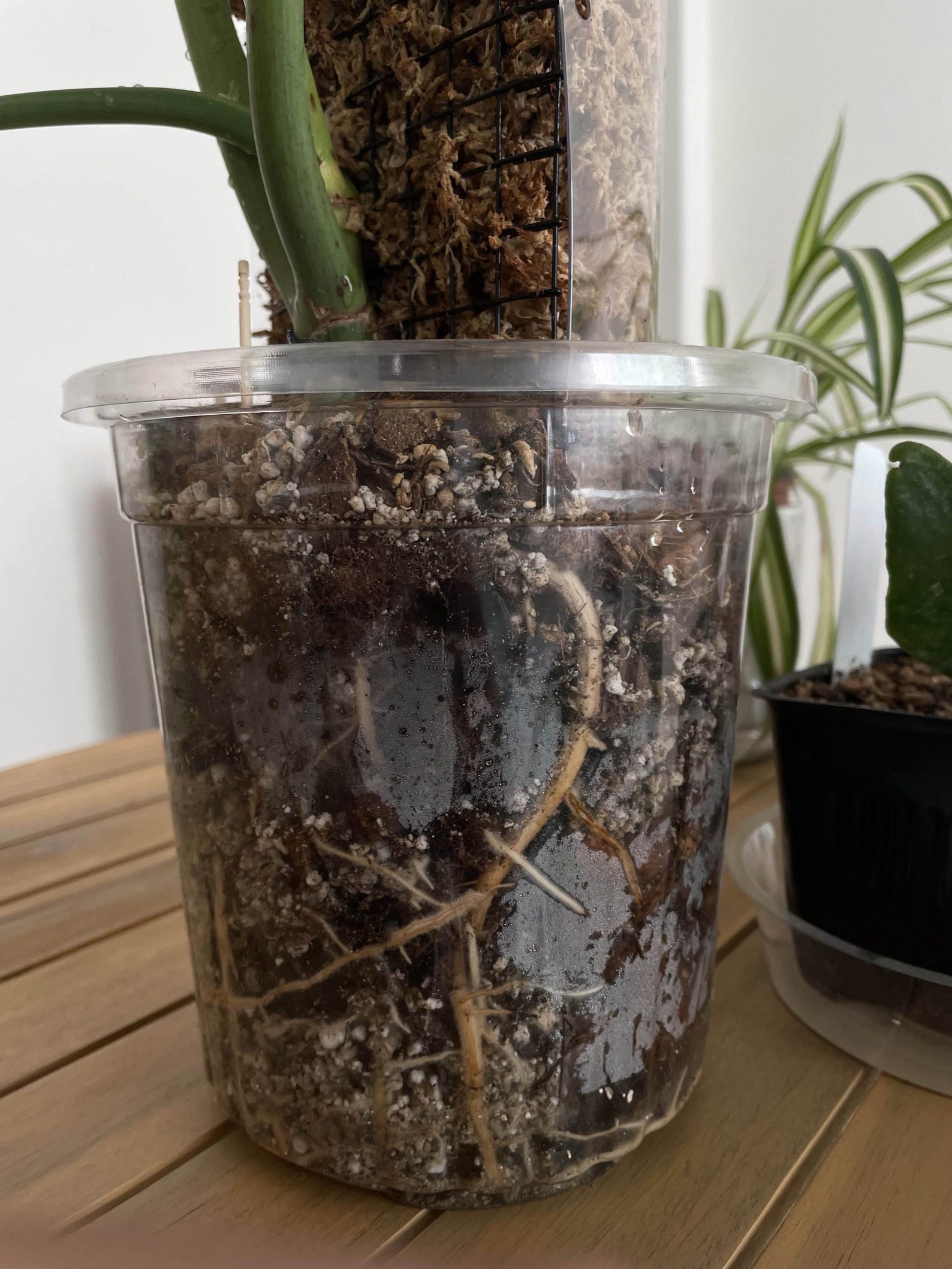 Aroid Mix Chunky Aroid Potting Soil - Monstera Soil Free Mix - Well ...
