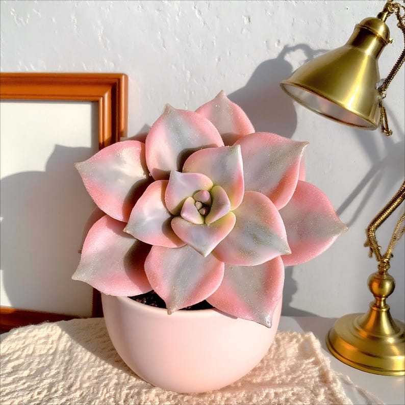 Graptopetalum Variegated-rare Succulent ，2.4" Live Plants, Wedding ...