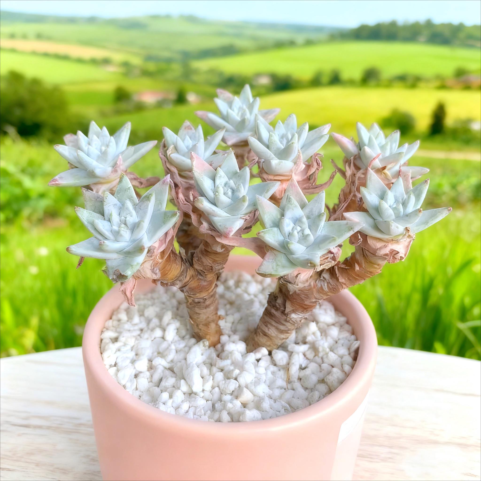 Rare Succulent-dudleya Gnoma S.w.mccabe: 3-3.5" Green Live Plant ...