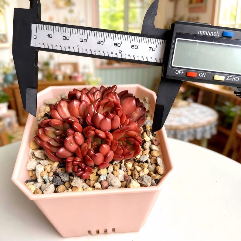 Echeveria Pink Ruby Rare Succulent: 2.8-3" Red Live Plants, Indoor ...