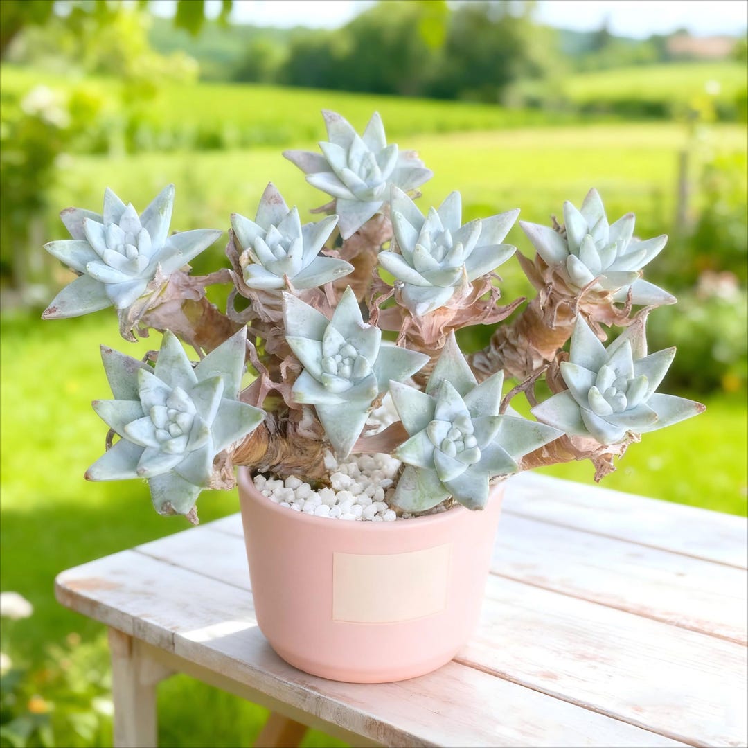 Rare Succulent-dudleya Gnoma S.w.mccabe: 3-3.5" Green Live Plant ...