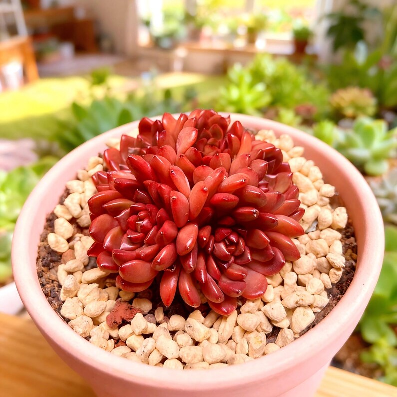 Echeveria Pink Ruby Rare Succulent: 2.8-3" Red Live Plants, Indoor ...