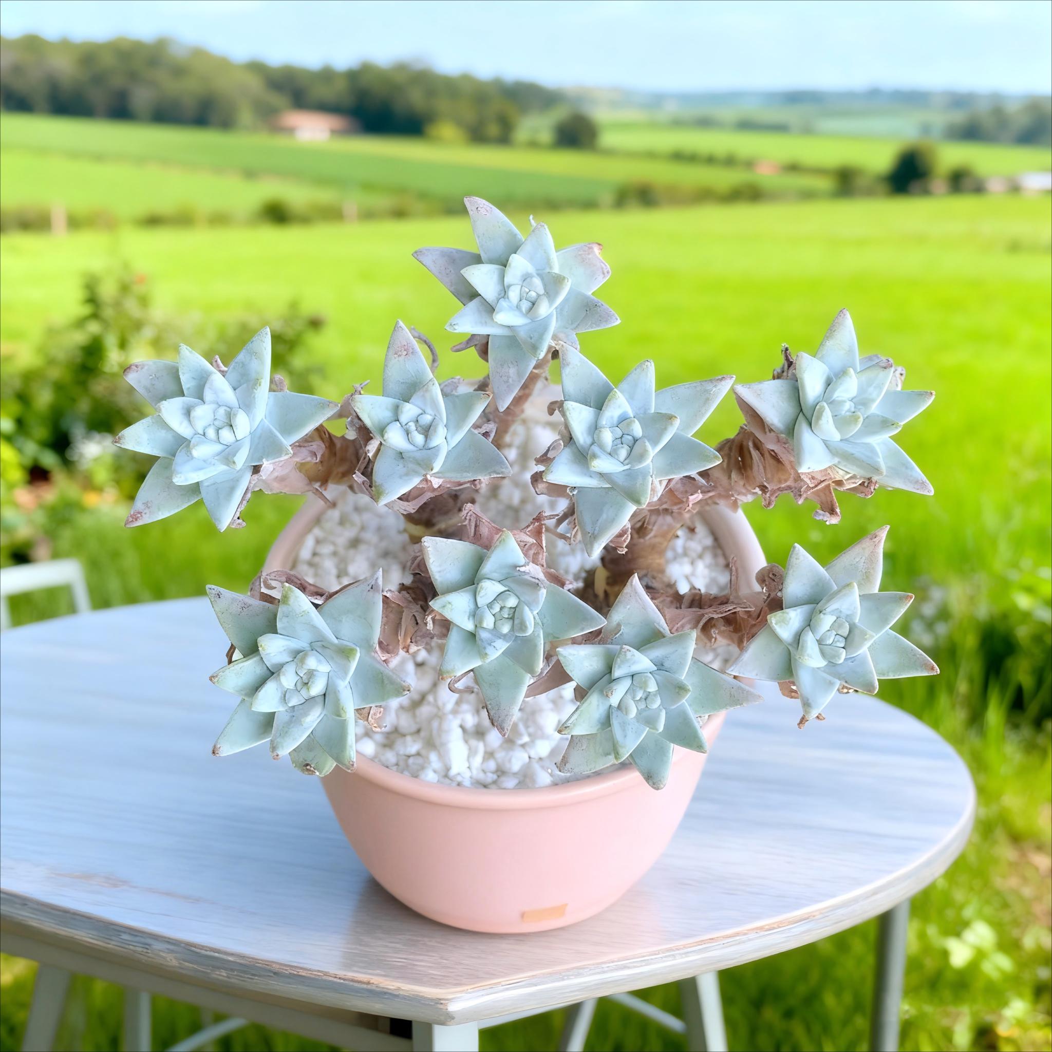 Rare Succulent-dudleya Gnoma S.w.mccabe: 3-3.5" Green Live Plant ...
